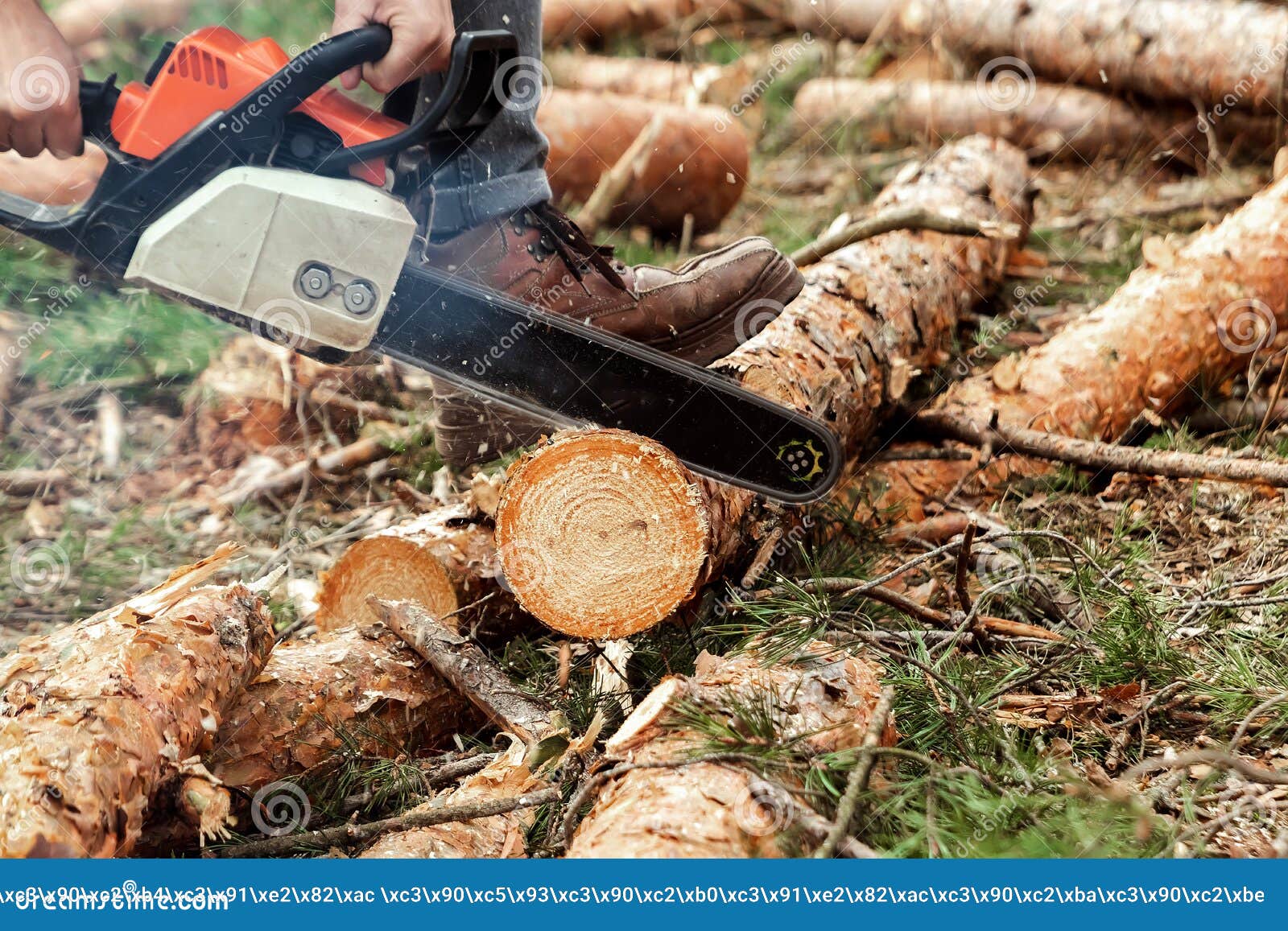 Professional Chainsaw Close Up, Logging. Cutting Down Trees, Forest ...