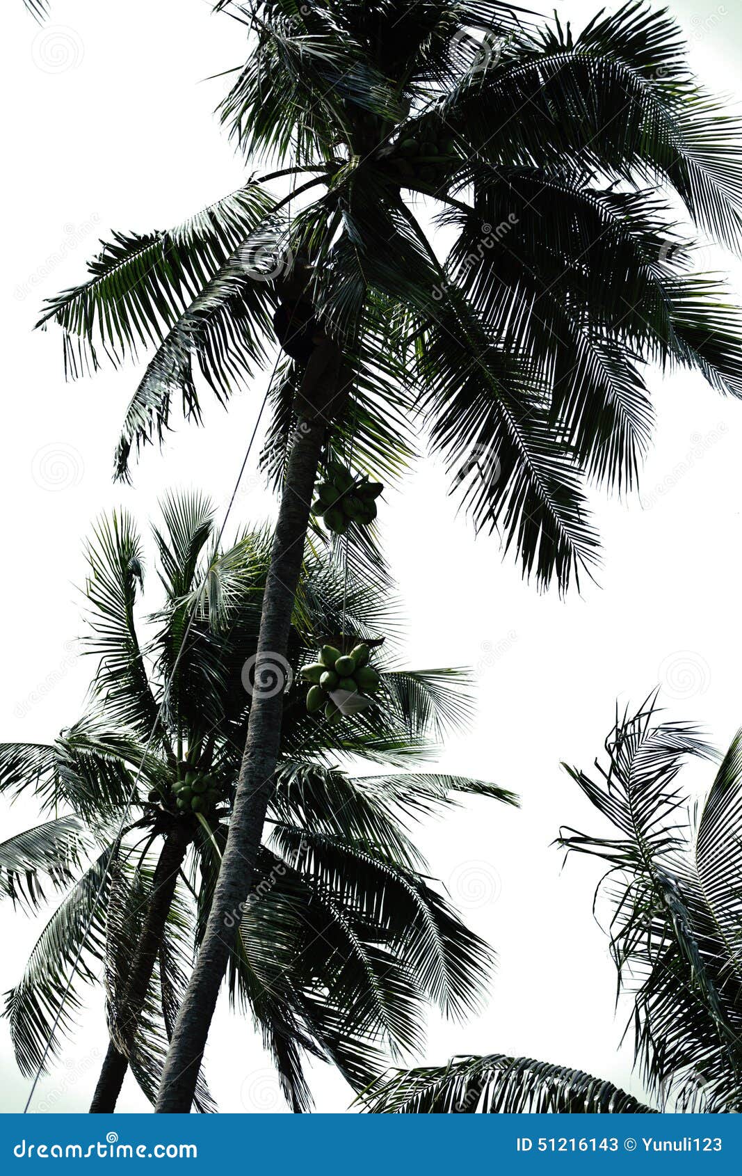 Professional Climber on Coconut Treegathering Stock Image - Image of ...