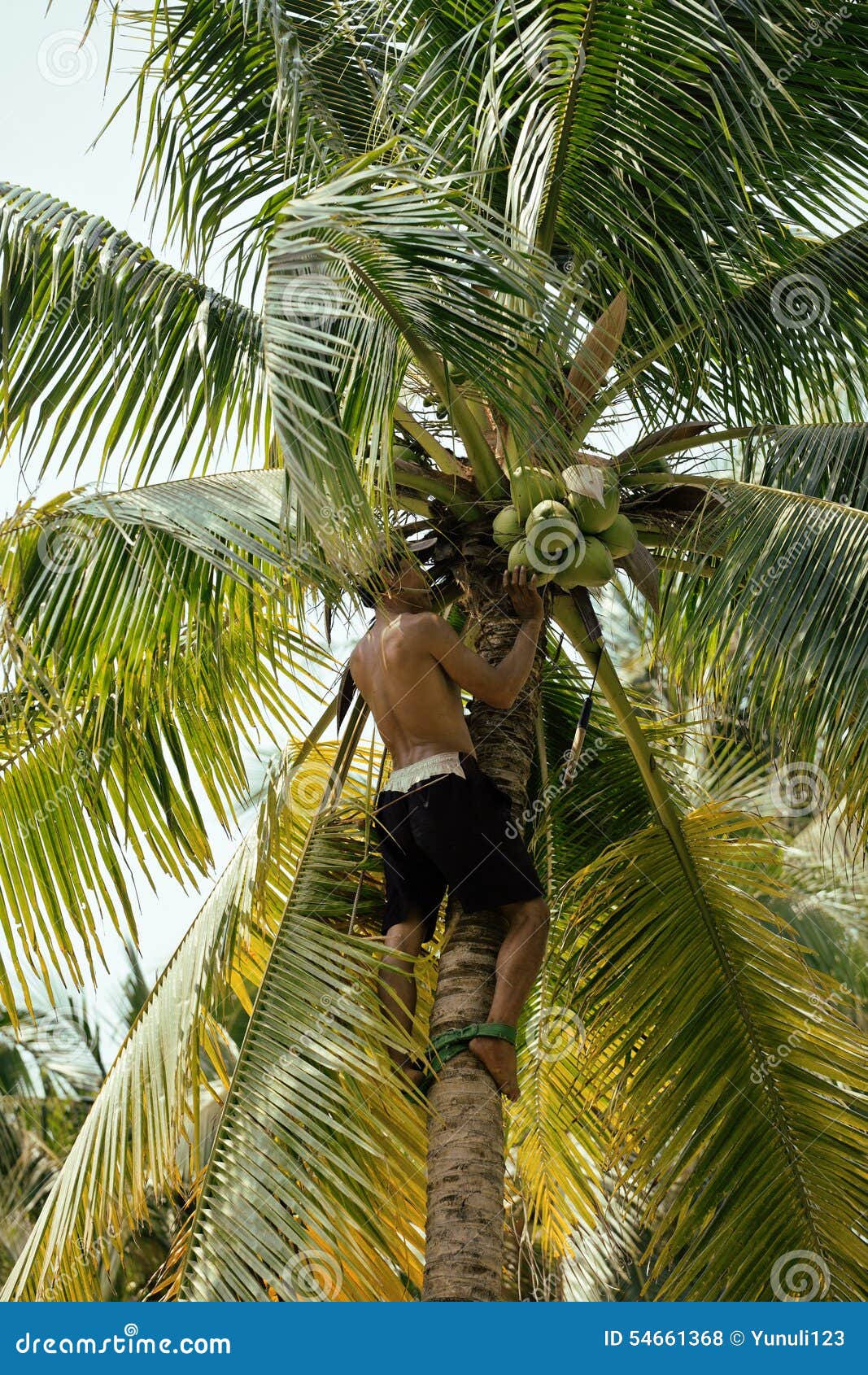 Professional Climber on Coconut Treegathering Editorial Stock Photo ...