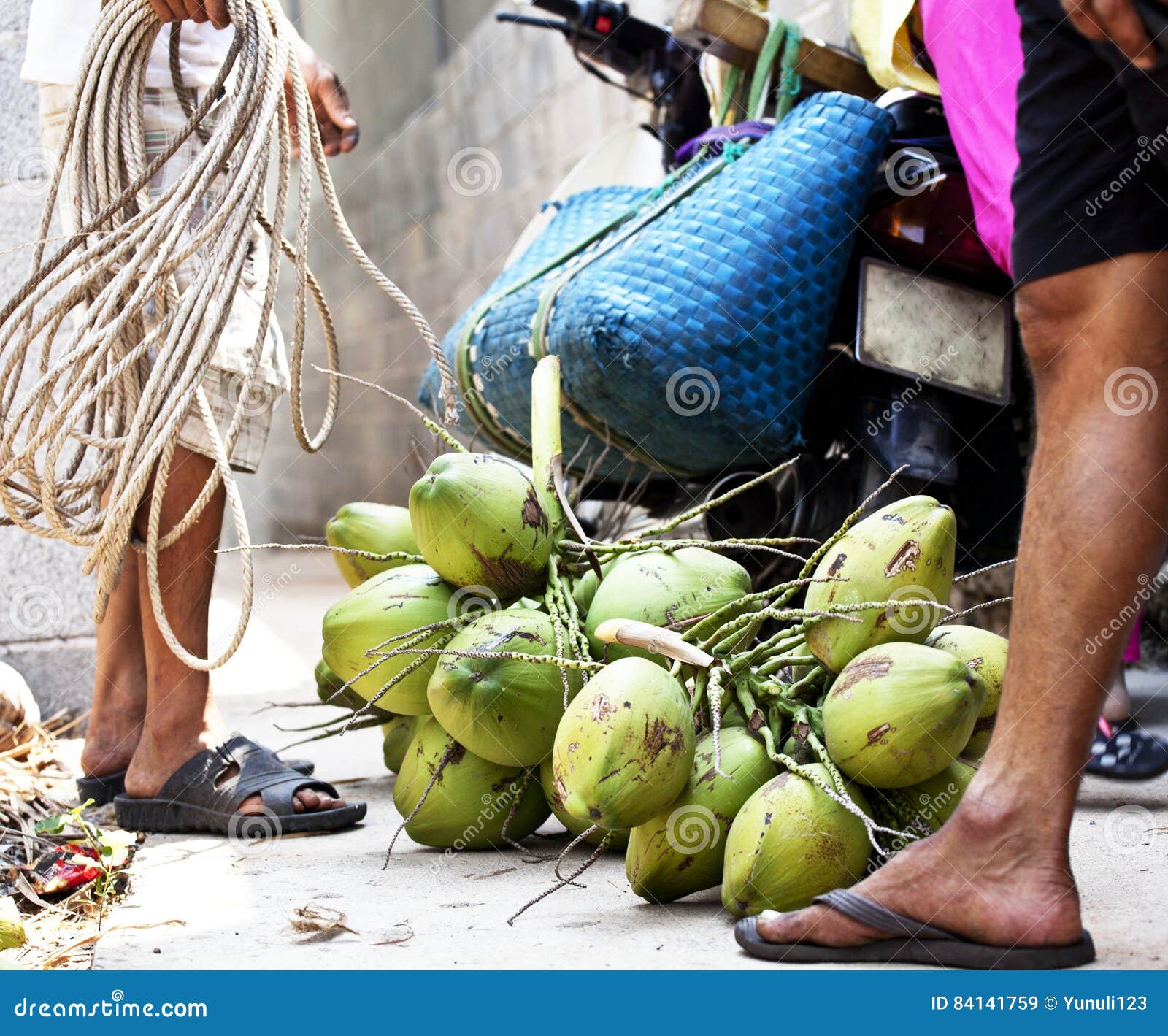Professional Climber on Coconut Treegathering Coconuts with Rope Stock ...