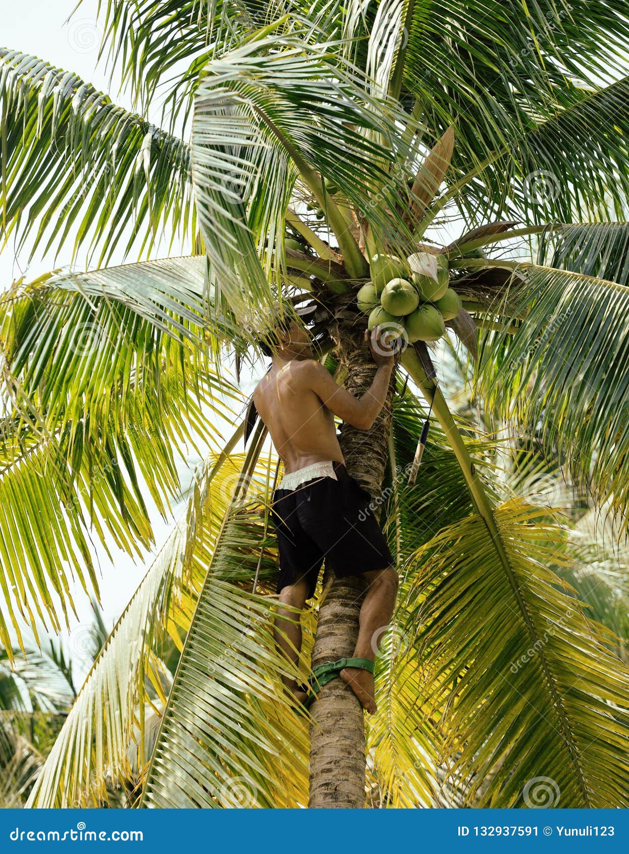 Professional Climber on Coconut Treegathering Coconuts with Rope Stock ...