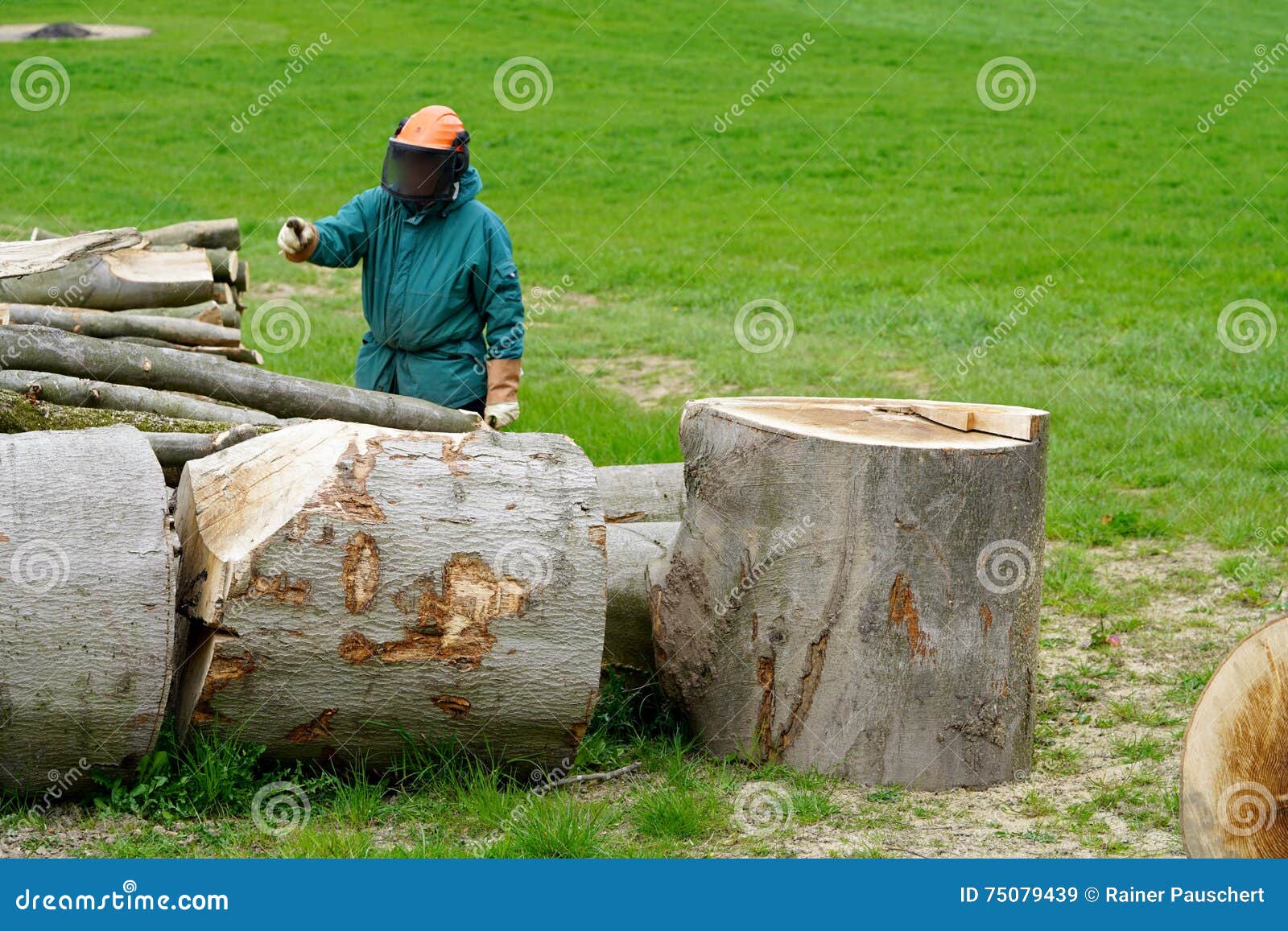 Professional Cutting a Tree Stock Image - Image of logging, worker ...