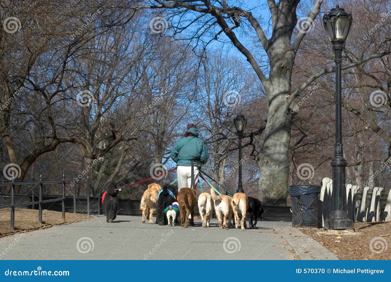 Professional dog walker stock photo. Image of time, cold - 570370