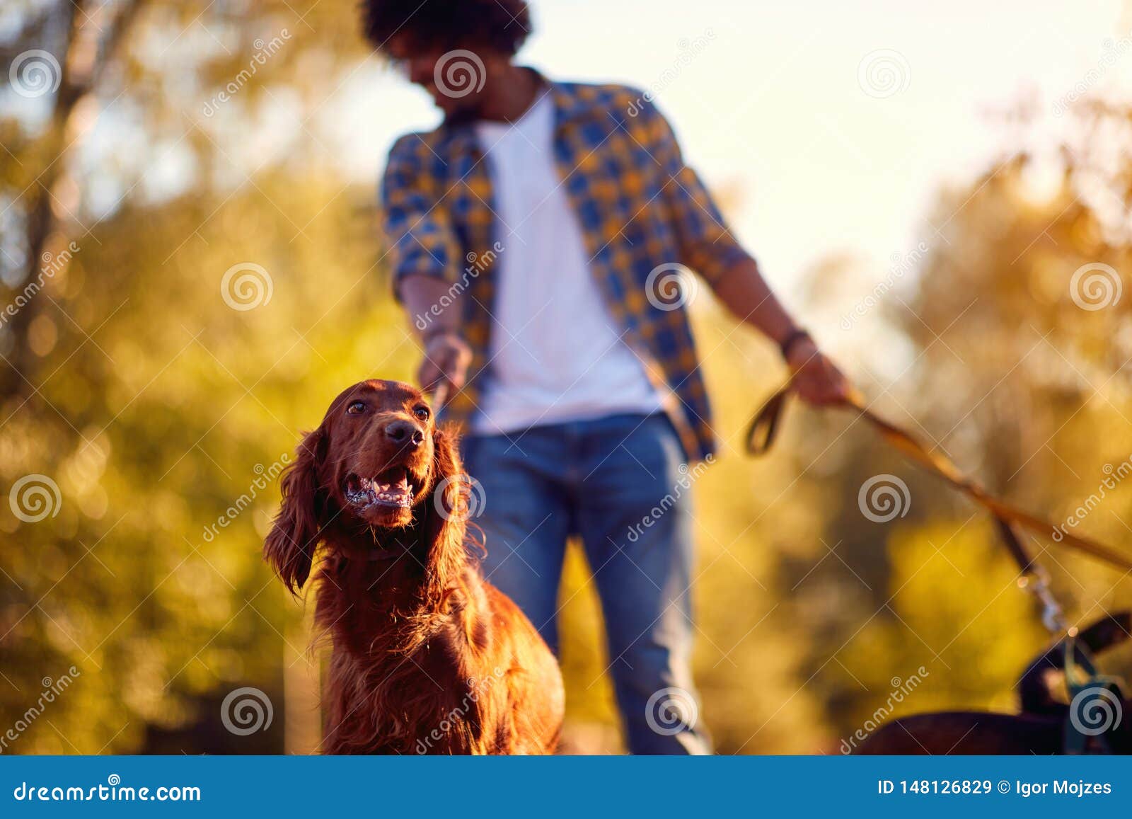Professional Dog Walker - Dog Enjoying in Walk Outdoors Stock Image ...
