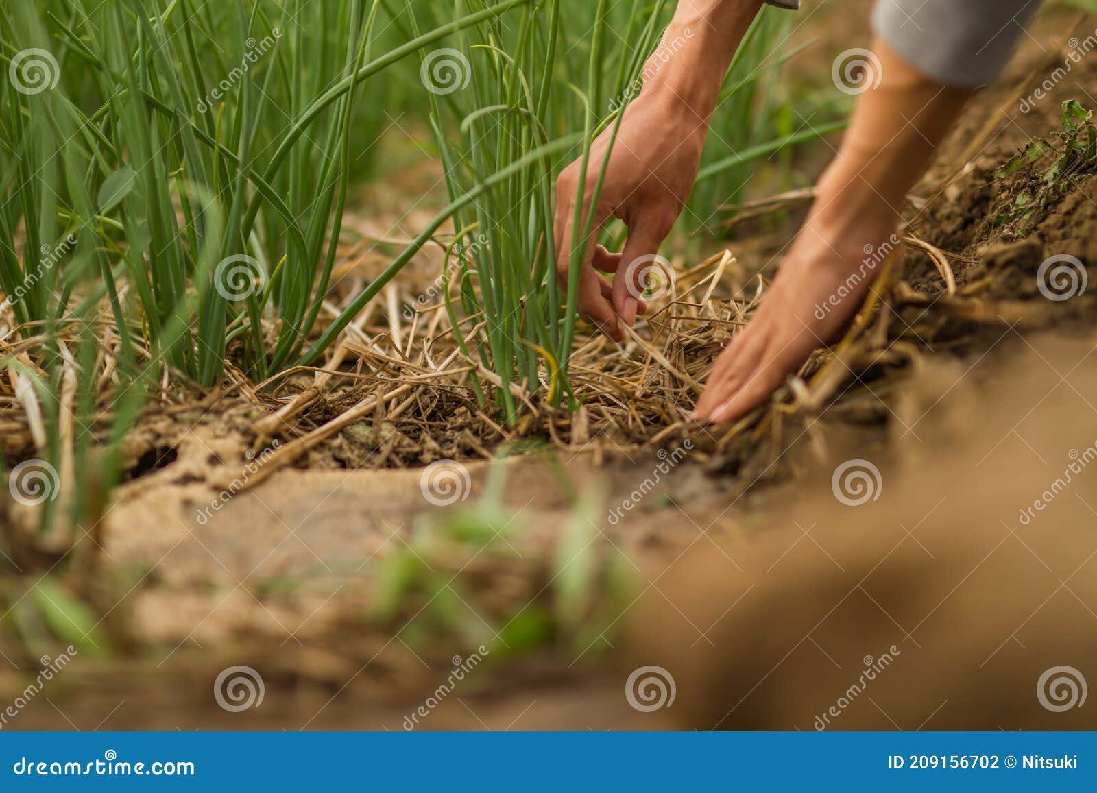 Farmer Checking Soil Moisture and Control Weed in Vegetable Garden ... Farmer Checking Soil Moisture and Control Weed in Vegetable Garden ...