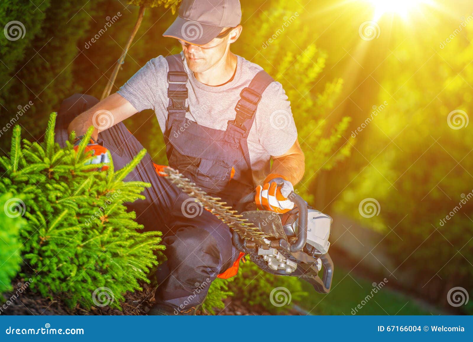 Professional Garden Worker stock photo. Image of thuja - 67166004
