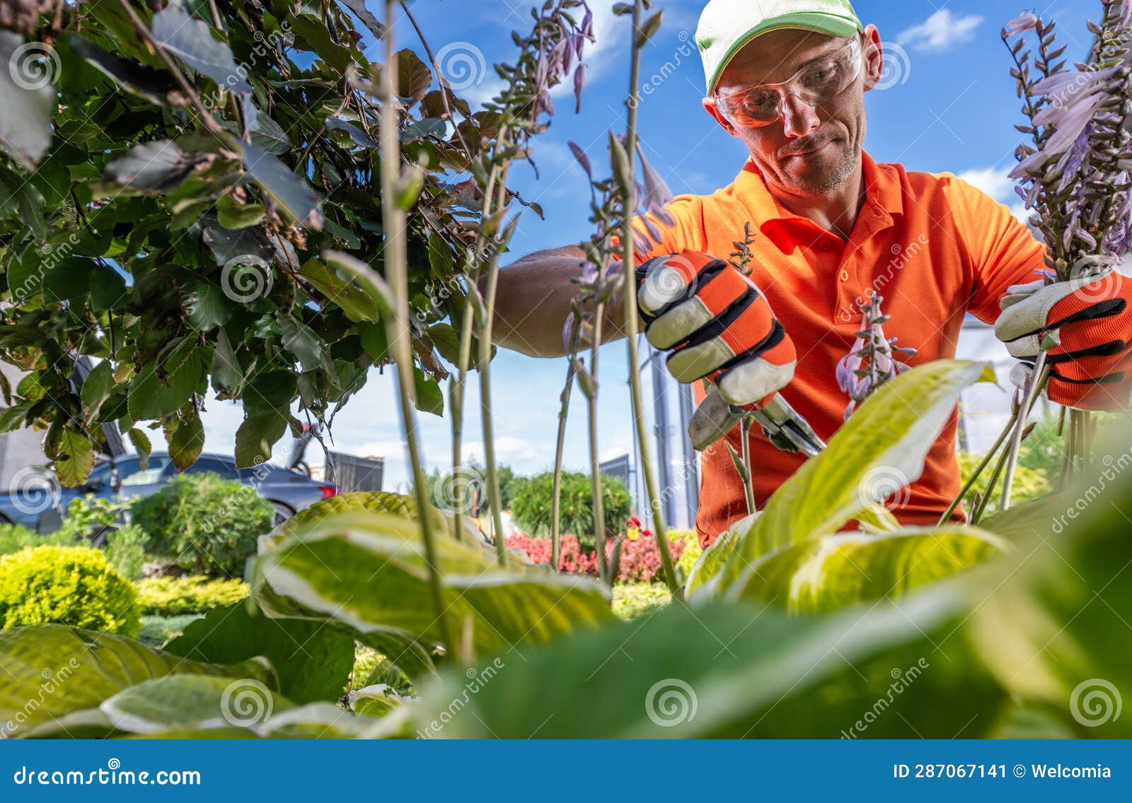 Professional Garden Worker Pruning Garden Plants Stock Image - Image of ...