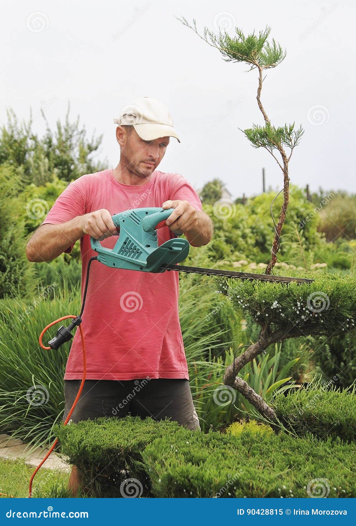 Professional Gardener Pruning Conifers Stock Image - Image of property ...