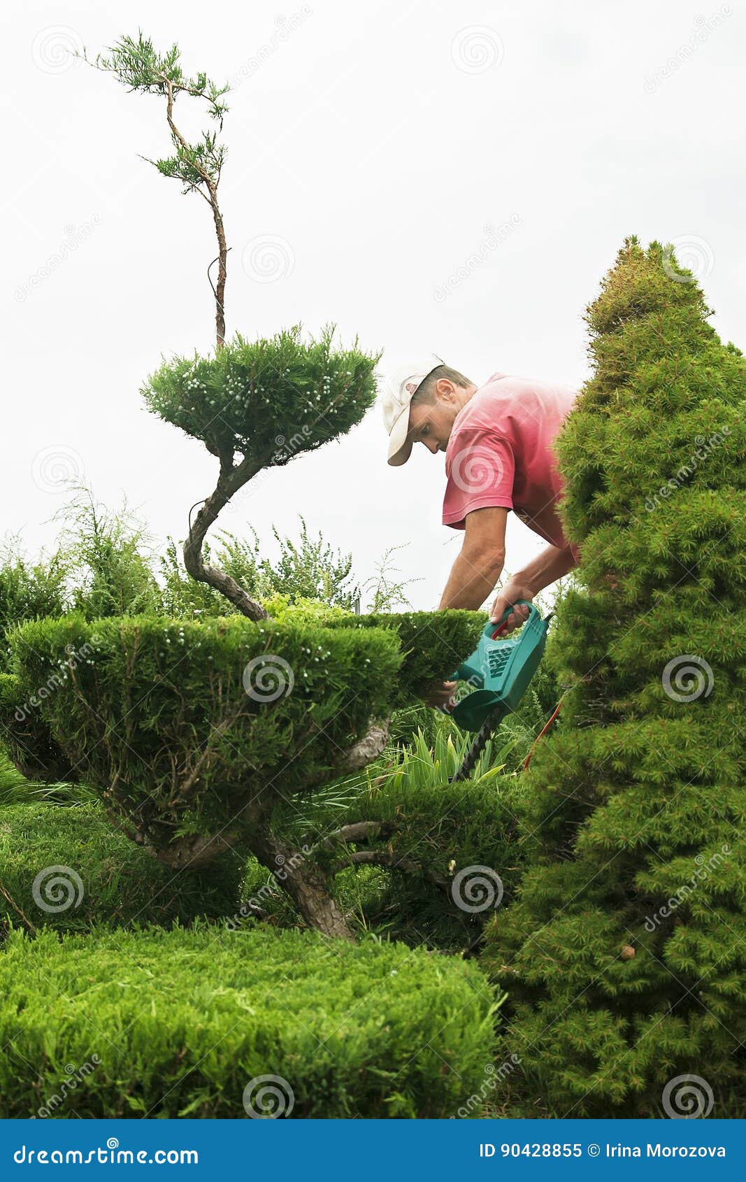 Professional Gardener Pruning Conifers Stock Image - Image of garden ...