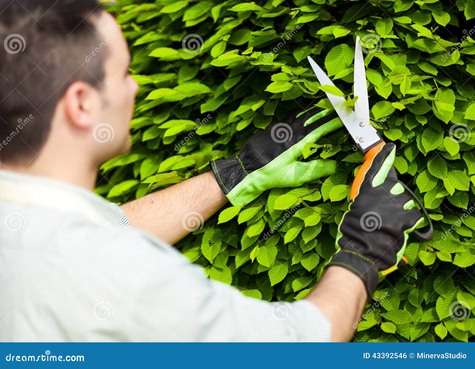 Professional Gardener Pruning an Hedge Stock Photo - Image of care ...