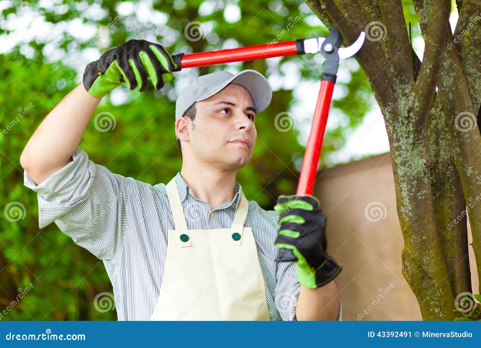Professional Gardener Pruning a Tree Stock Image - Image of work ...