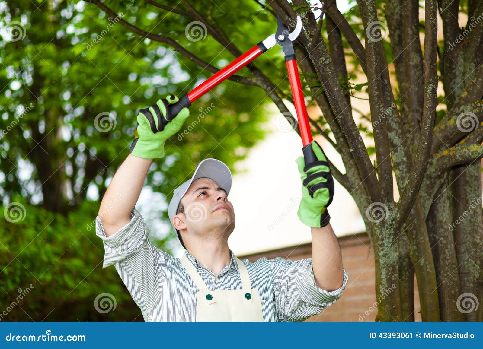Professional Gardener Pruning a Tree Stock Image - Image of plant, tool ...
