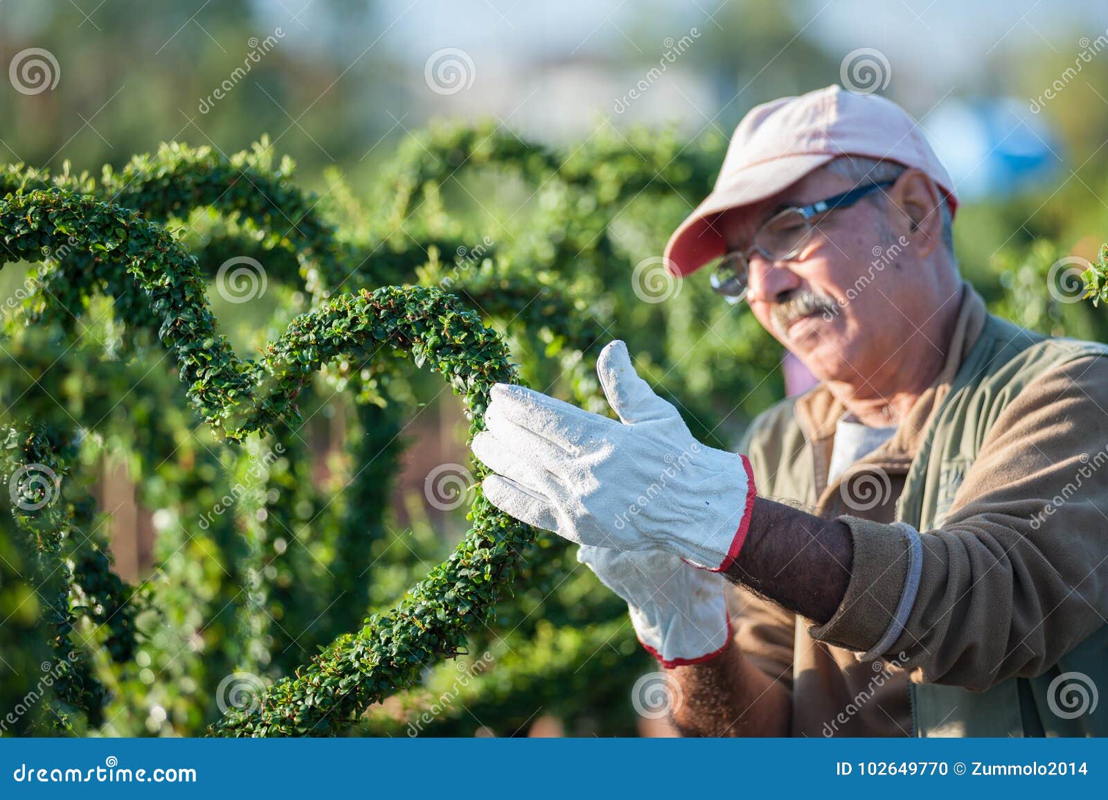 Professional Gardener at Work, Practicing Topiary Art Stock Photo ...