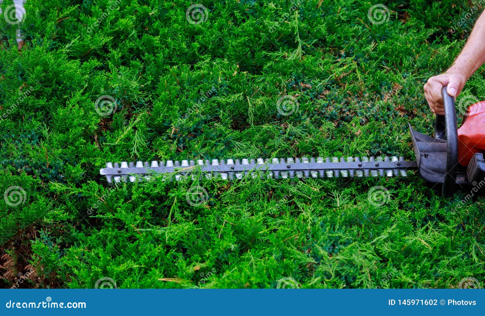 Professional Gardner Dressed with Safety an Hedge Using Trimmer Stock ...