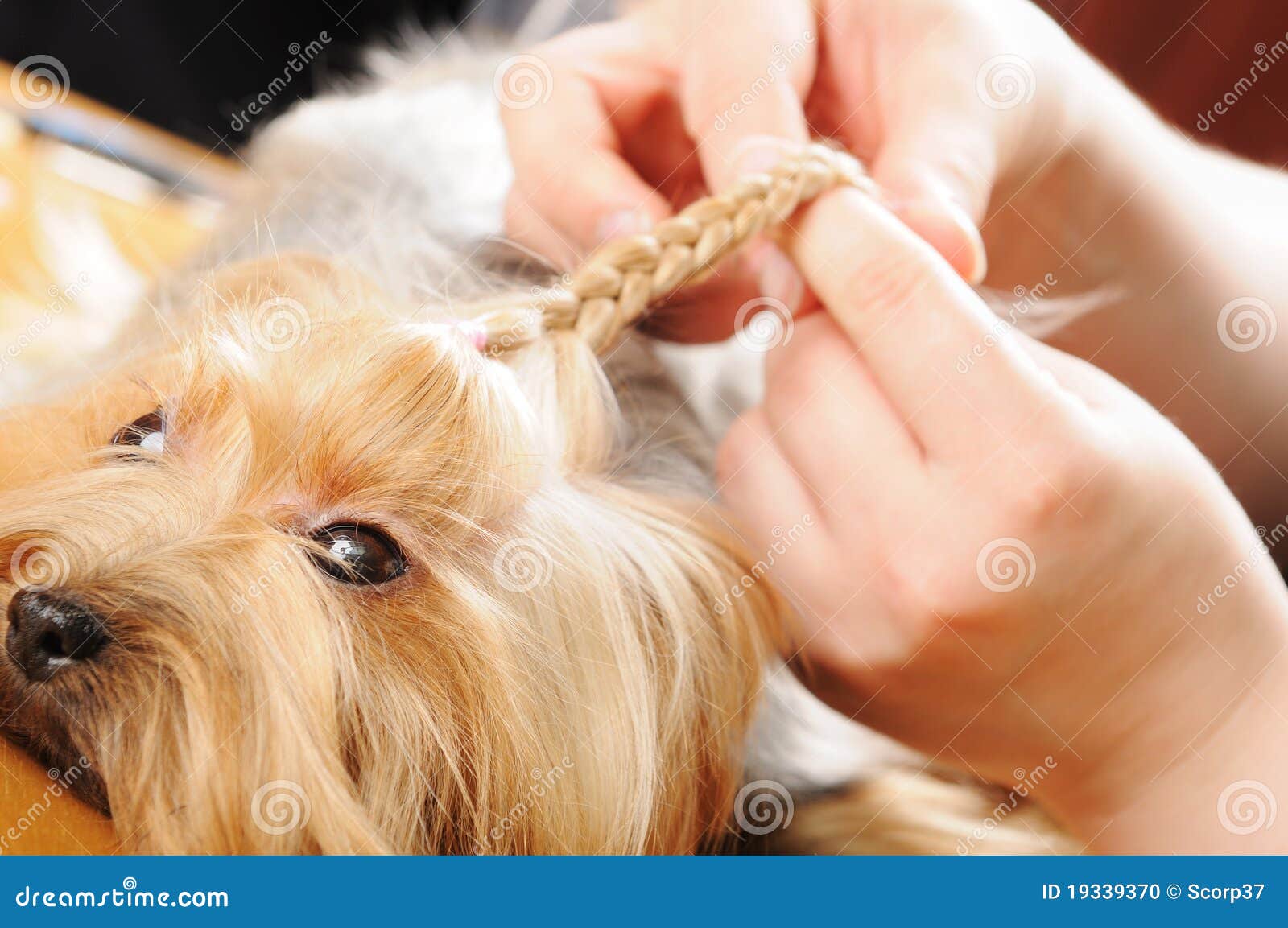 Professional grooming stock photo. Image of hairbrush - 19339370