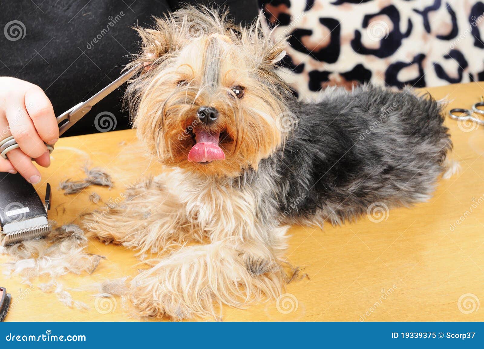 Professional grooming stock image. Image of professional - 19339375
