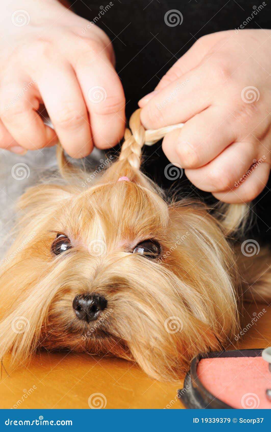 Professional grooming stock image. Image of puppy, braid - 19339379