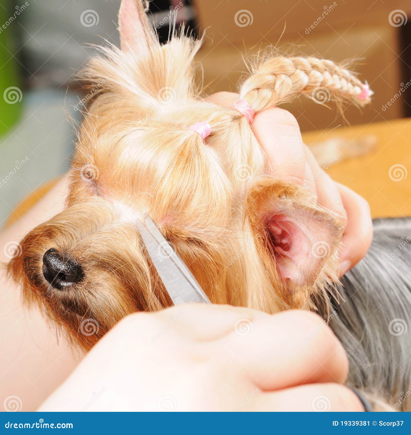 Professional grooming stock image. Image of head, hand - 19339381