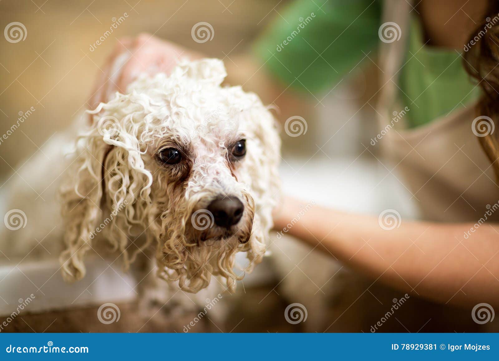 Professional Hygiene on Pet Stock Image - Image of foam, salon: 78929381