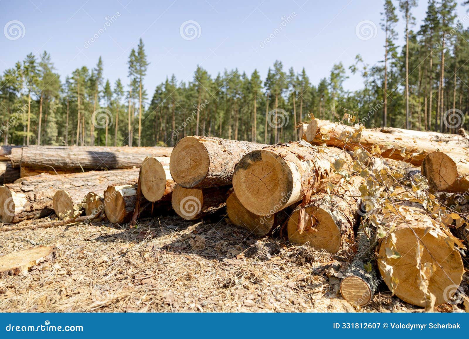 Professional Logging. Logs Lie on the Ground Stock Image - Image of ...