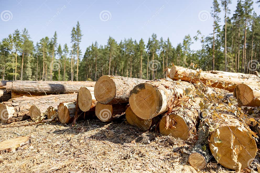 Professional Logging. Logs Lie on the Ground Stock Image - Image of ...