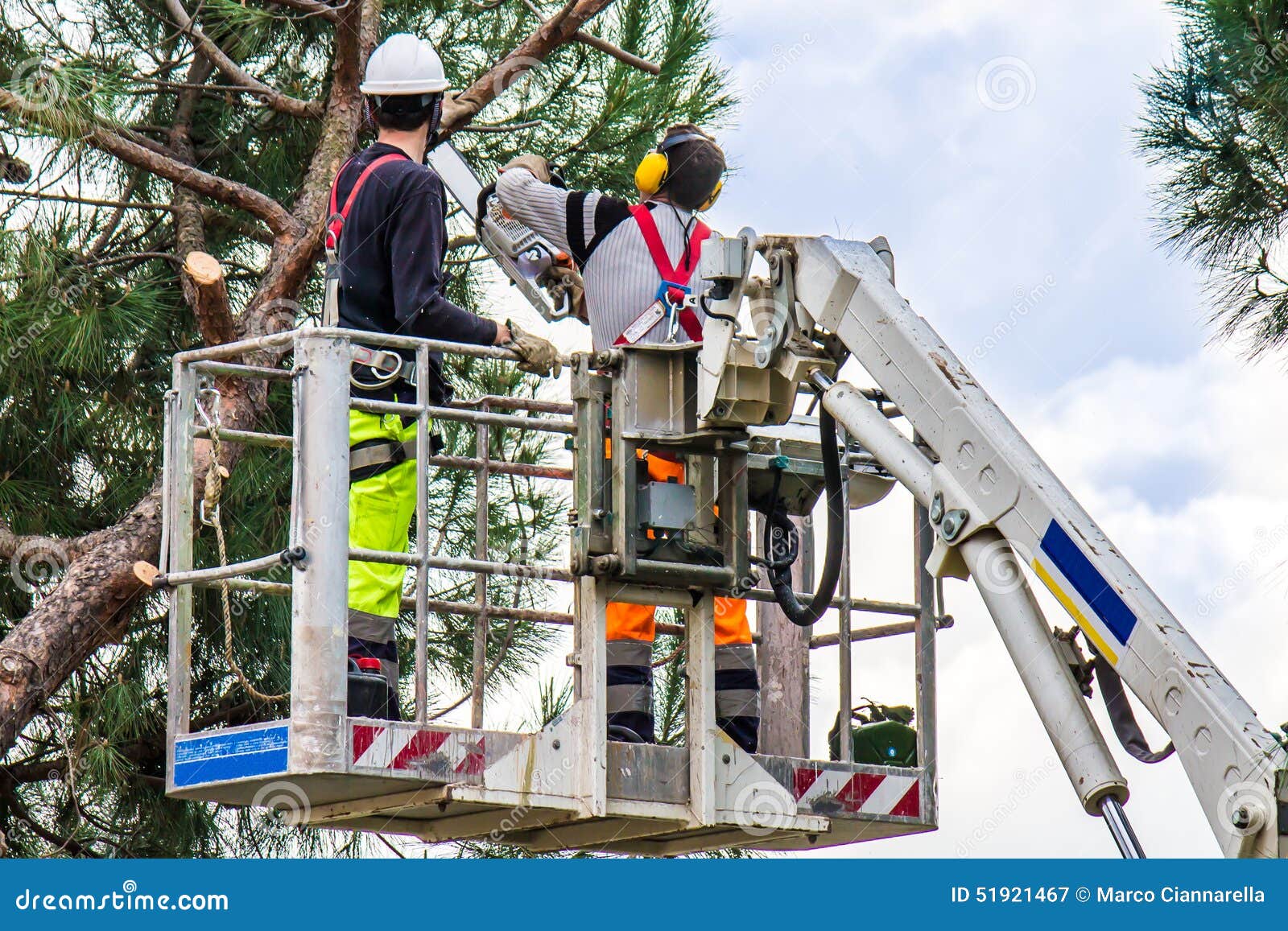 Professional Lumberjack Cuts Trunks Editorial Photography - Image of ...