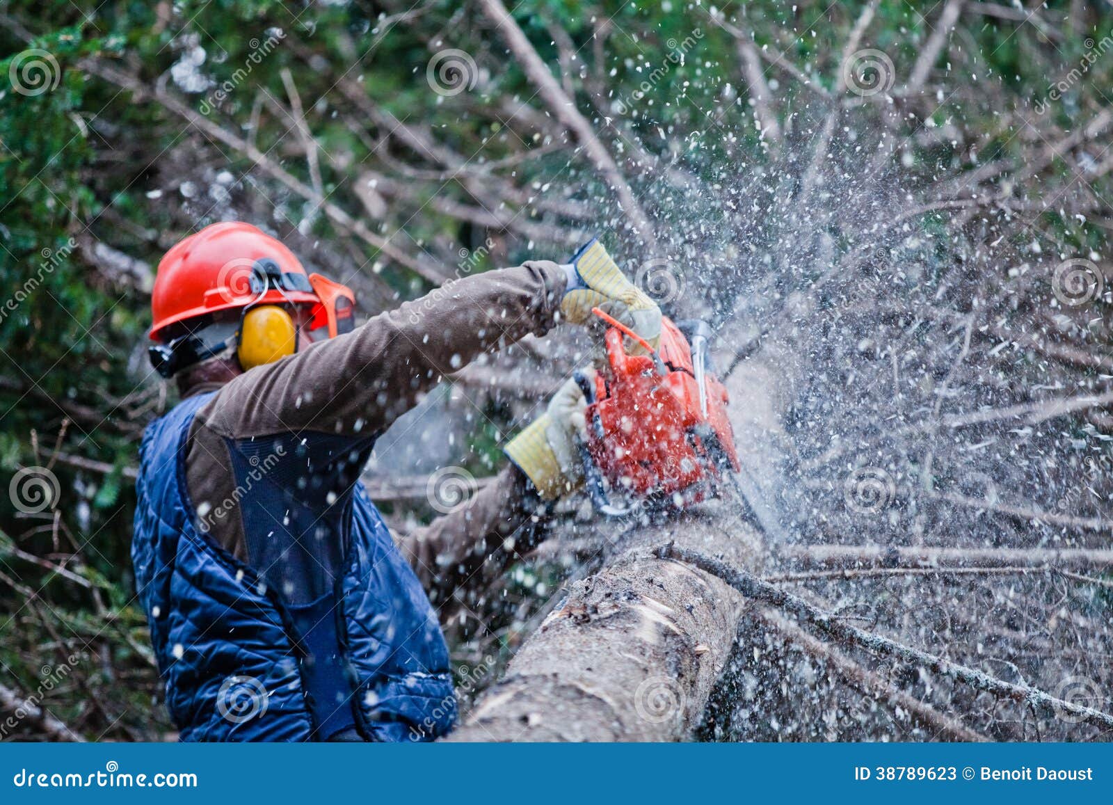 Professional Lumberjack Cutting a Big Tree Stock Image - Image of ...