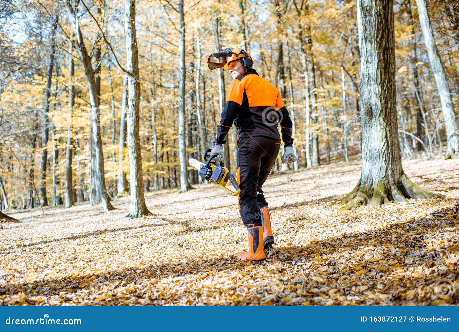 Professional Lumberjack in the Forest Stock Image - Image of tree ...