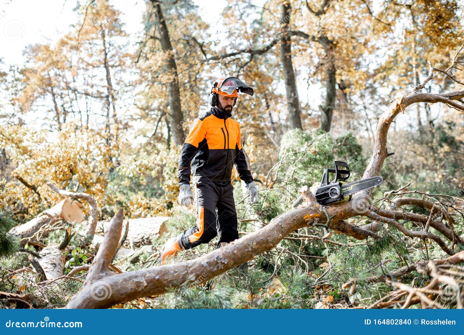 Lumberman Working in the Forest Stock Photo - Image of forest ...