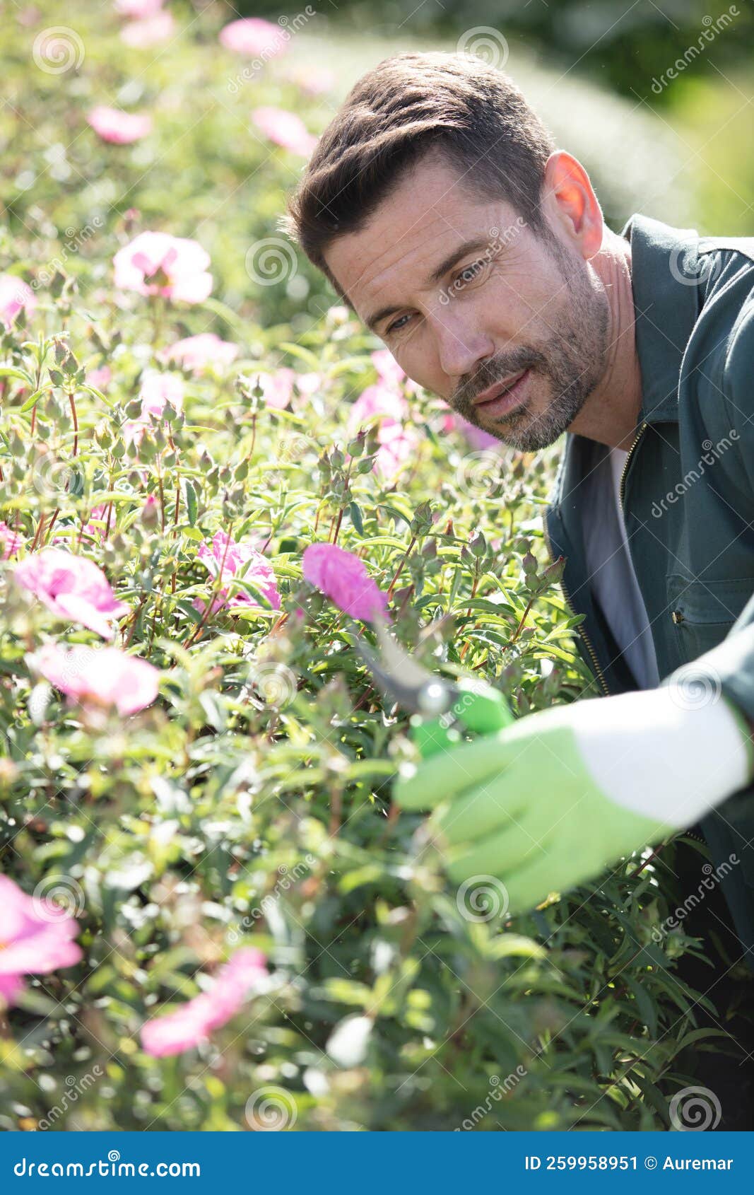 Professional Male Gardener Pruning Flowers Stock Image - Image of pink ...