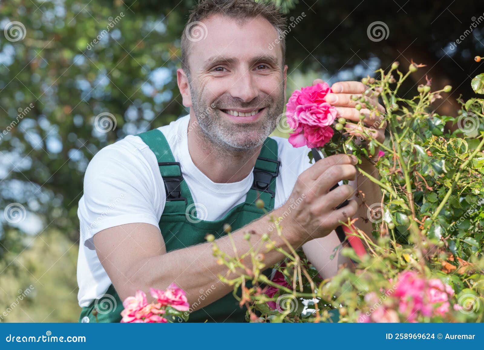 Professional Male Gardener Pruning Roses Stock Photo - Image of ...