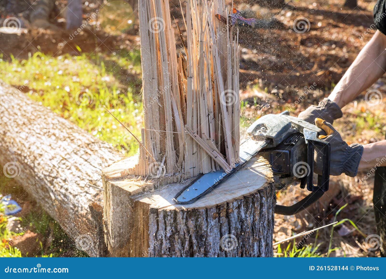 Professional Man Cutting Down a Tree Trunk with a Chainsaw after a ...