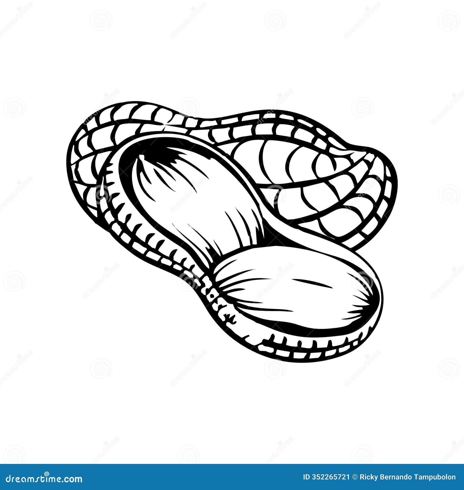 Professional Peanut Line Art Vector Stock Illustration - Illustration ...