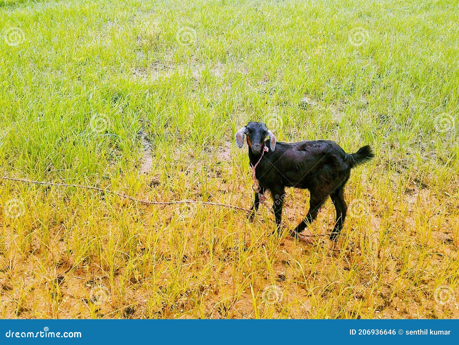 Professional Pets Indian Goats are Reared for Meat Stock Photo - Image ...