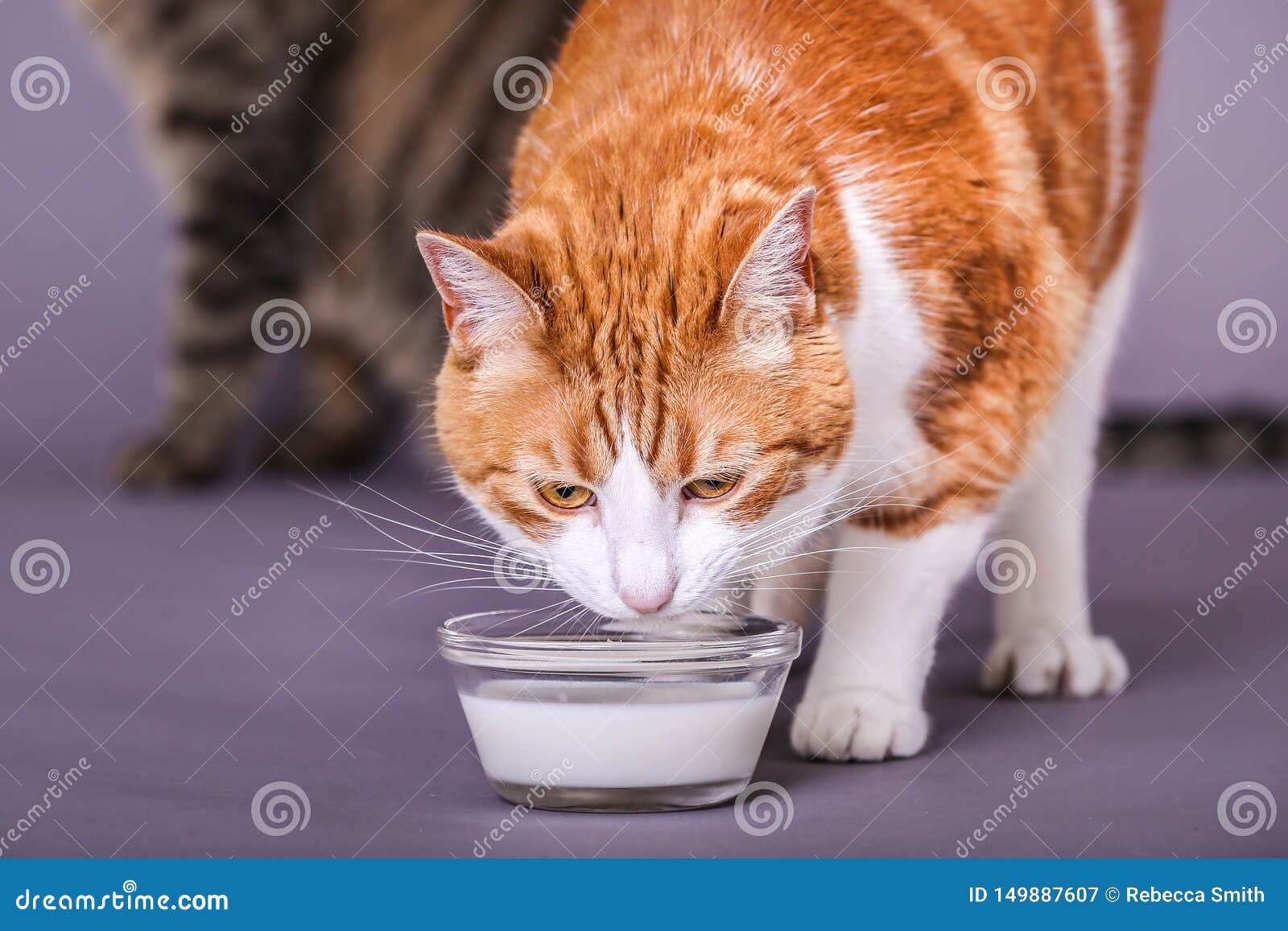 Domestic House Cat Drinking Milk from Glass Bowl in Studio Portrait ...