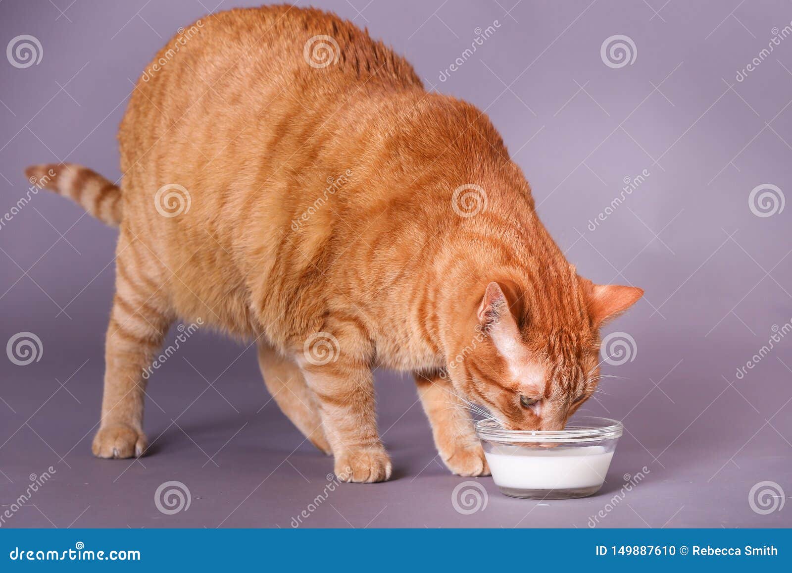 Large Orange Tabby Cat Drinking Dairy Milk from Glass Bowl in Studio ...