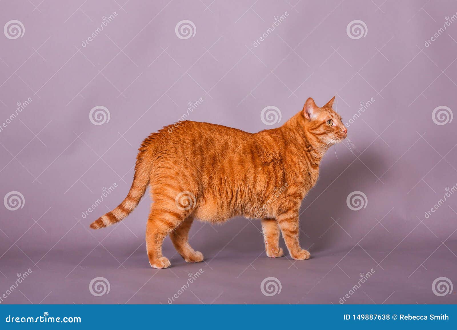 Full Body Profile of Orange Tabby Cat in Studio Portrait Stock Photo ...