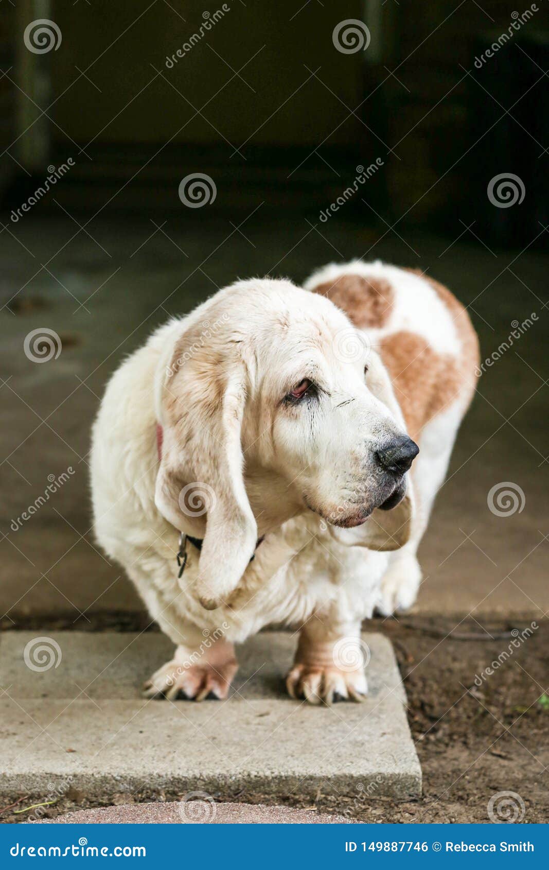 Aging Basset Hound Dog Faded Fur Outdoor Portrait Stock Photo - Image ...