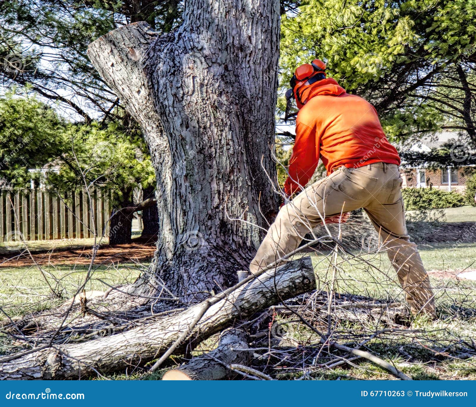 Professional Tree Remover Cuts Tree Stock Image - Image of base ...