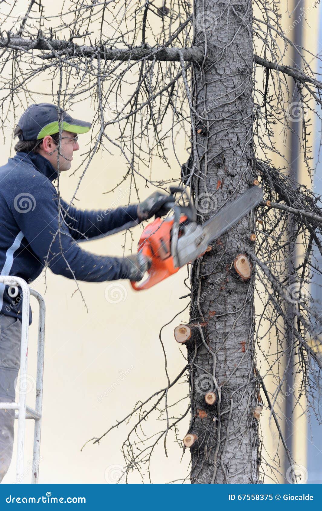 Professional tree trimming editorial image. Image of trimming - 67558375