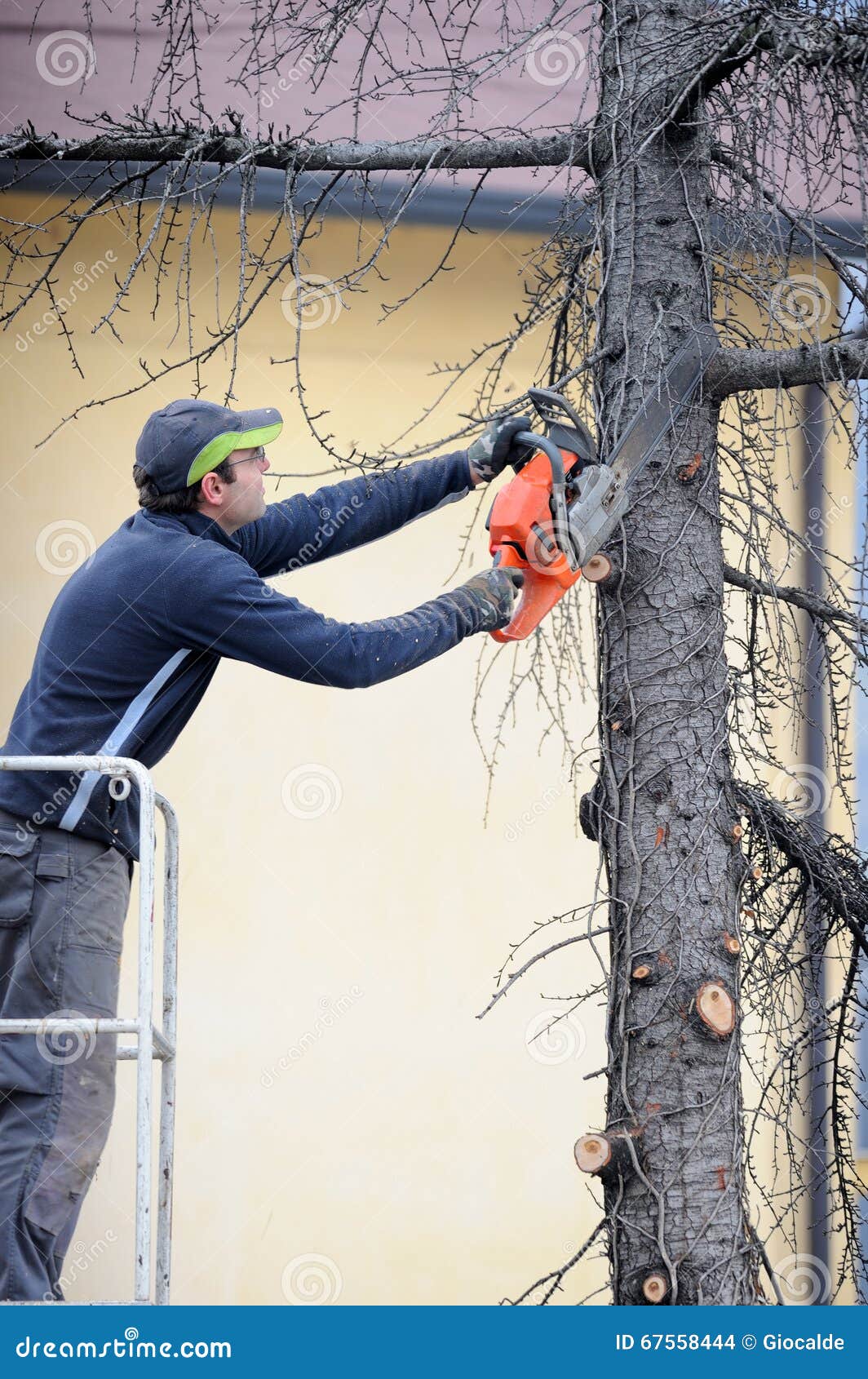 Professional tree trimming editorial stock image. Image of trimming ...