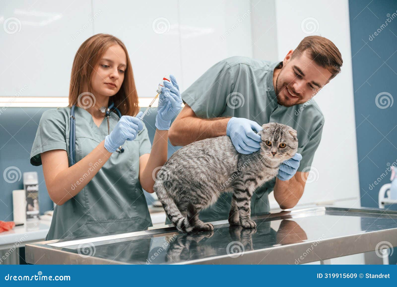 Professionals at Work. Scottish Fold Cat in Veterinary Clinic with Two ...