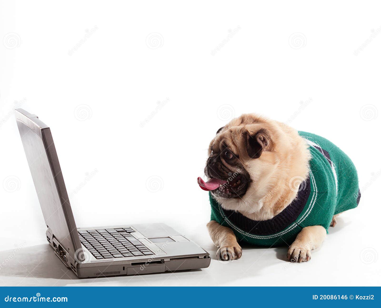 Professor Pug stock photo. Image of companion, sweater - 20086146