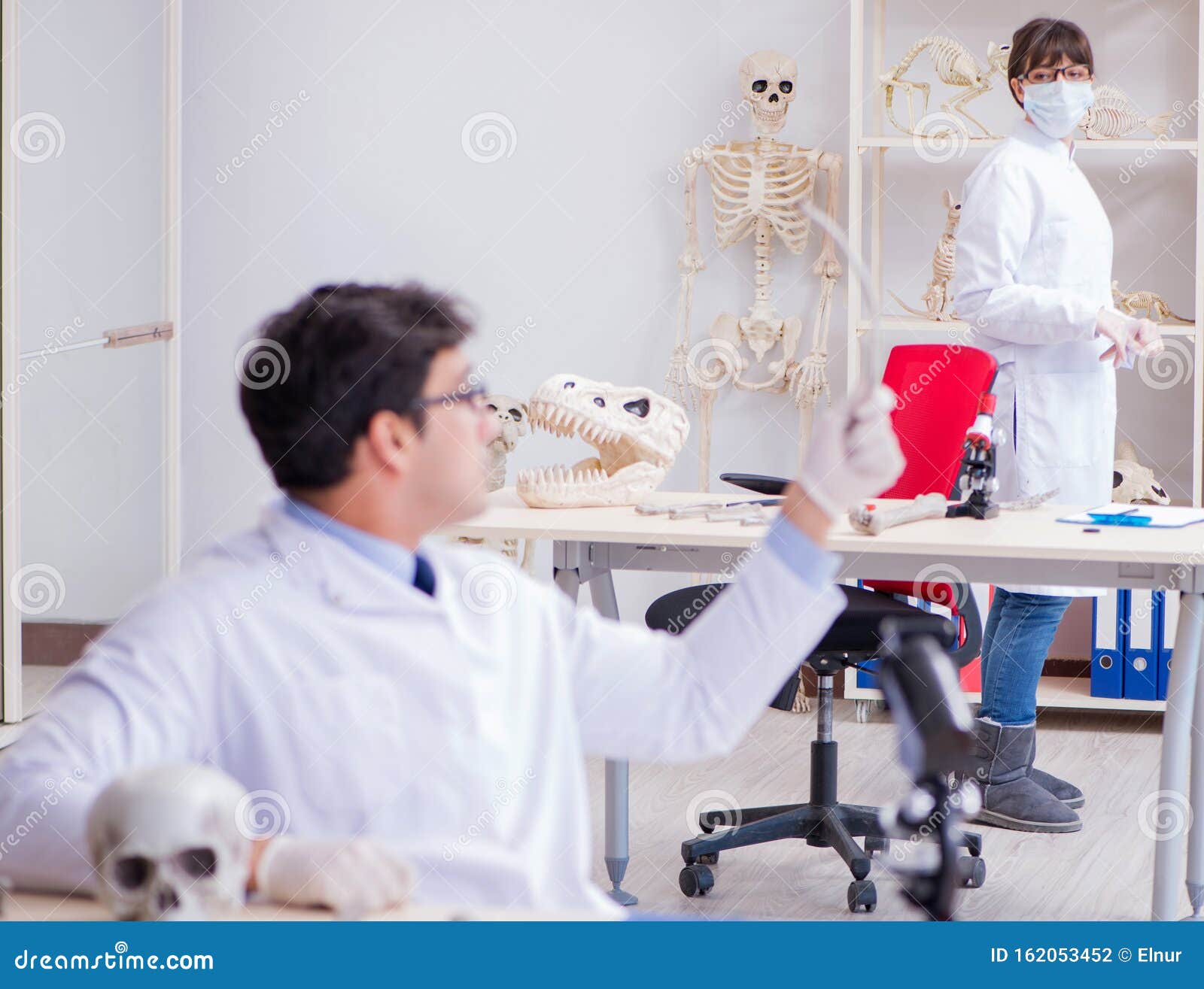 Professor Studying Human Skeleton in Lab Stock Photo - Image of ...