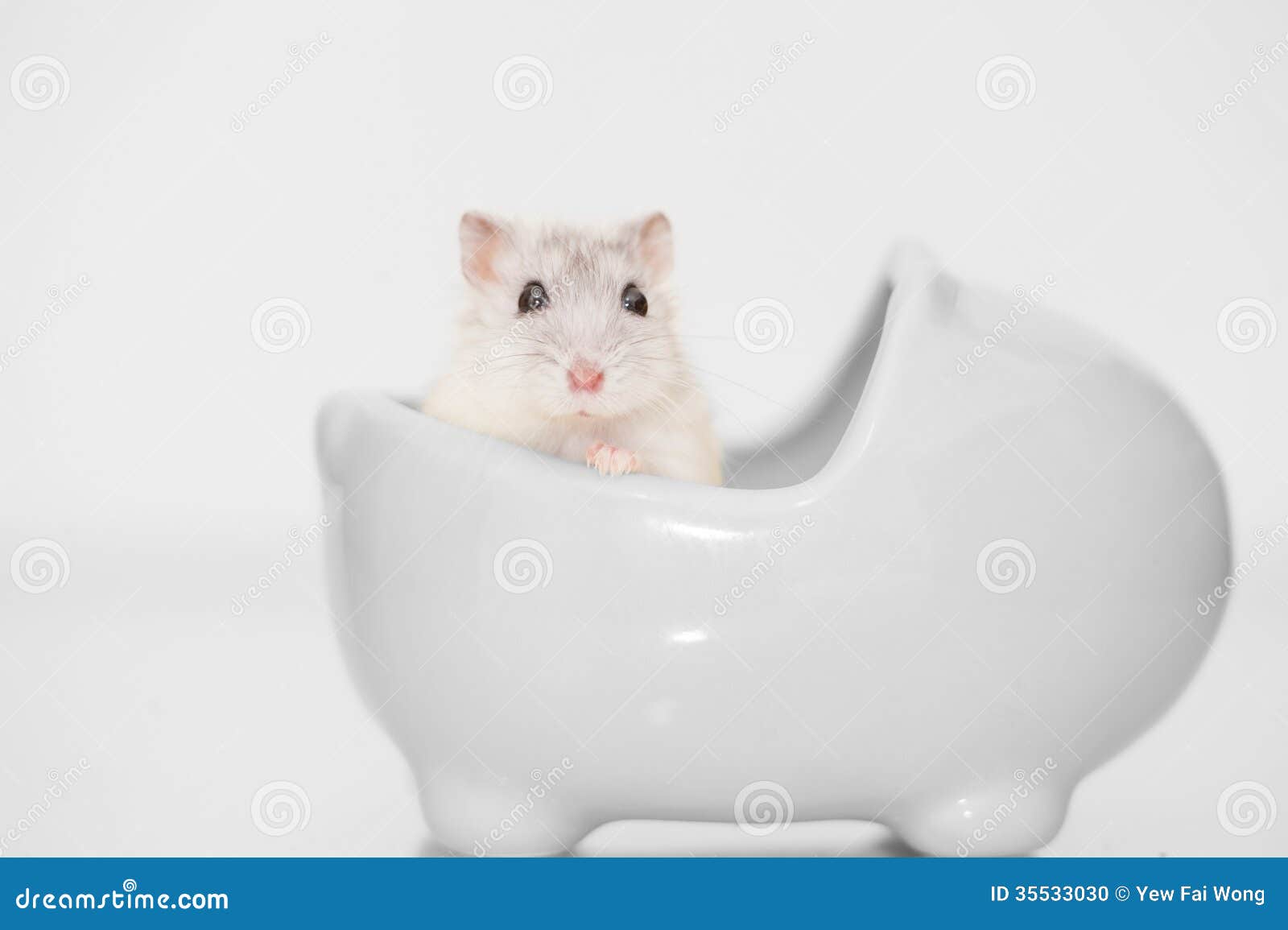 Profiel Van Een Leuke Hamster Stock Foto - Image of winter, leuk: 35533030