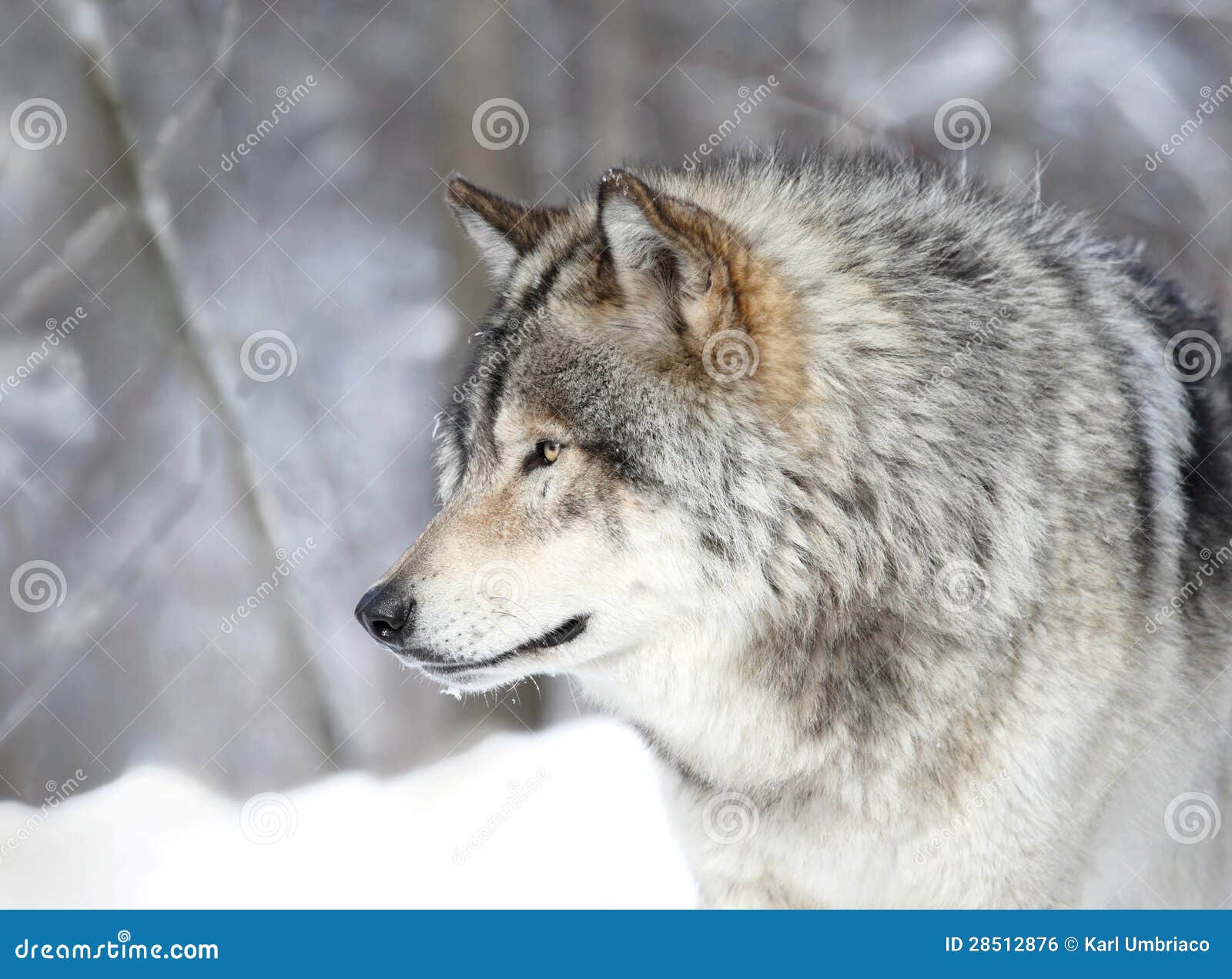 Profiel van grote wolf stock foto. Image of schoonheid - 28512876