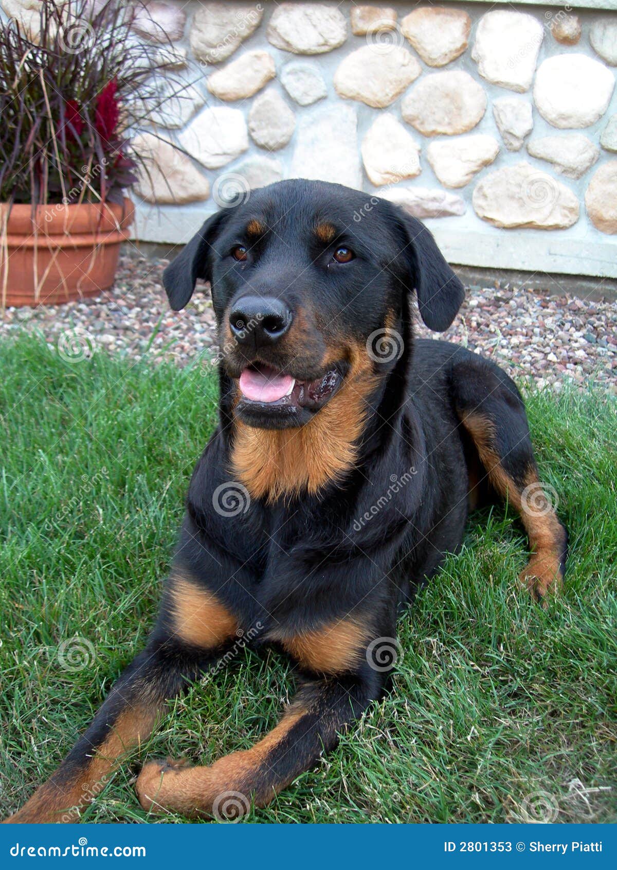 Profiel Van Hond Rottweiler Stock Afbeelding - Image of wacht, hond ...