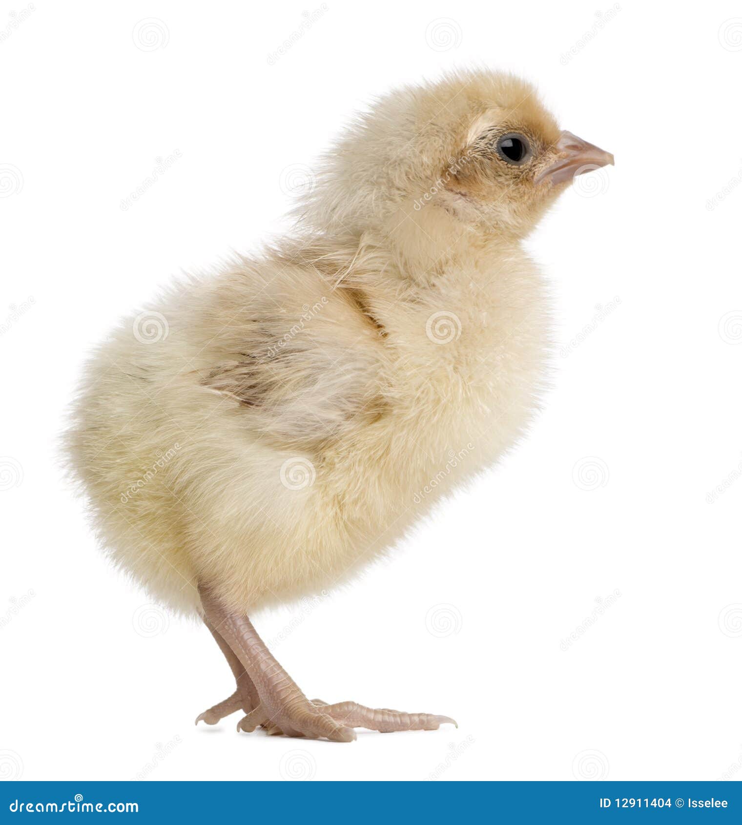 Profiel Van Poolse Kip, 1 Oude Dag, Status Stock Foto - Image of nave ...