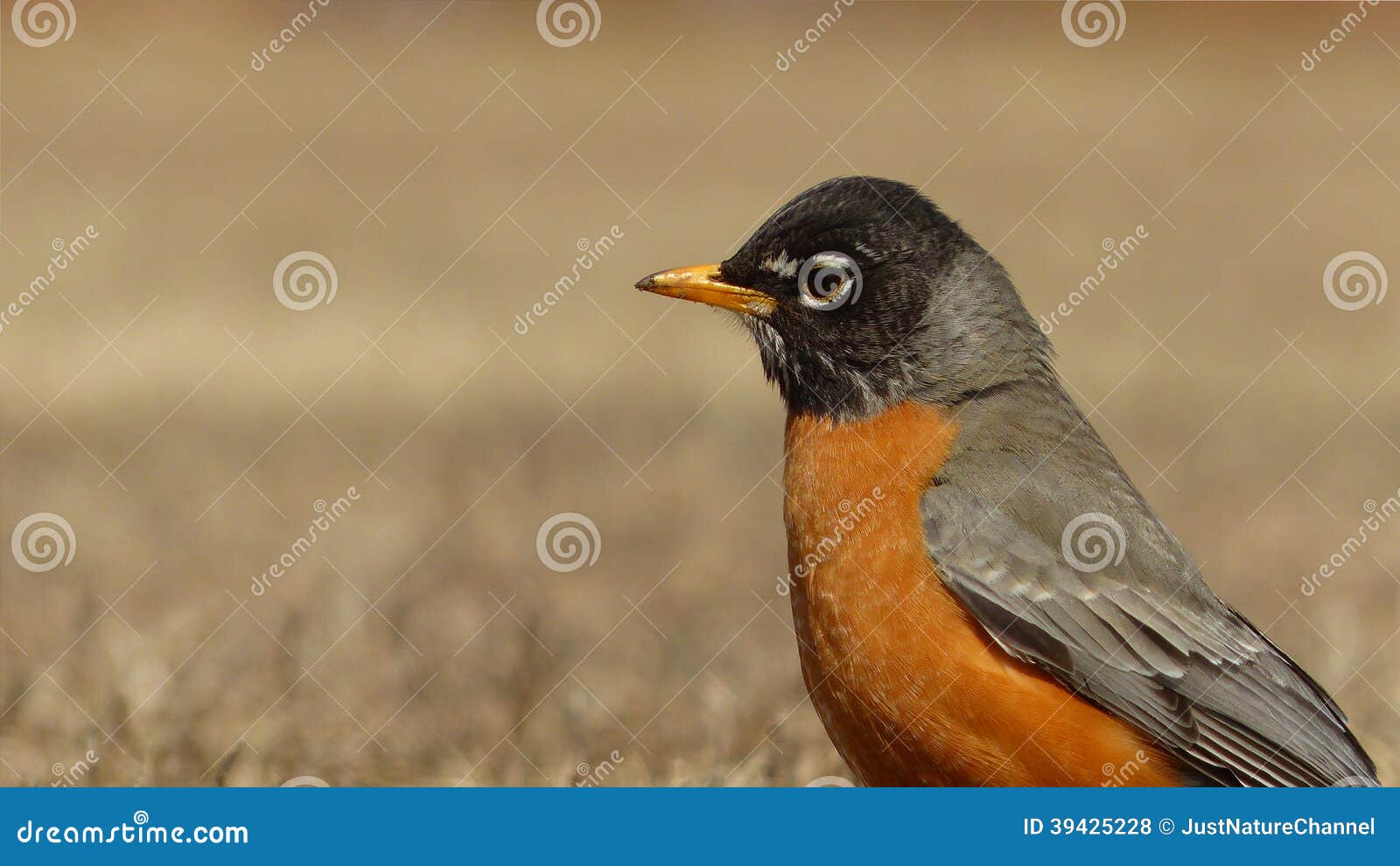 Profil-Ansicht Einer Wanderdrossel Stockfoto - Bild von profil ...