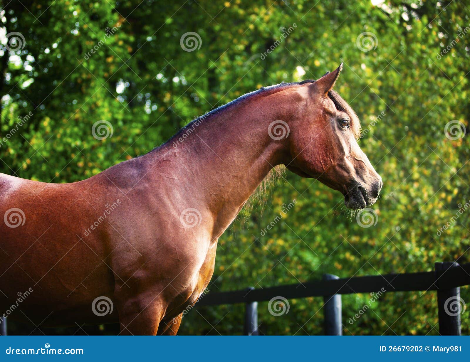 Profil Arabe Polonais De Compartiment Photo stock - Image du animal ...